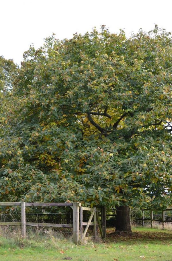 Unsere "Jagd" nach fetten Esskastanien alias Maronen - Vollwert-Blog